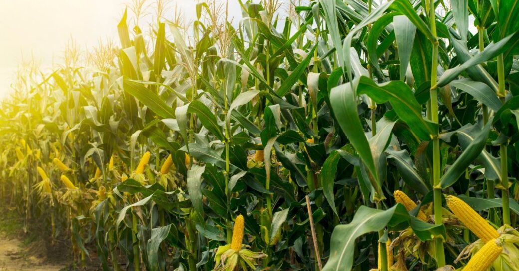 Diagnosing Emergence Problems in Corn | EverGRO