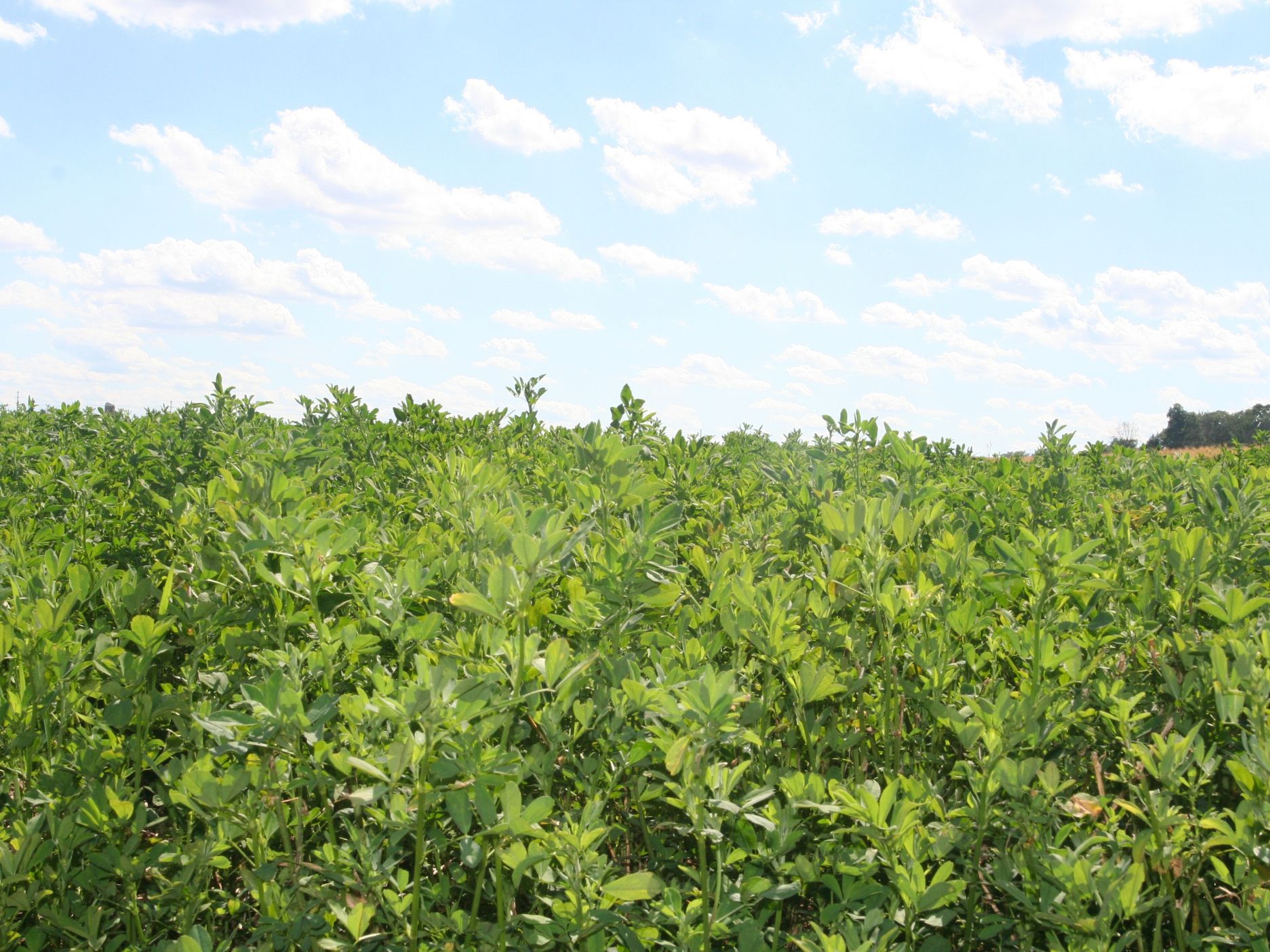 Weed Control in Alfalfa | EverGRO