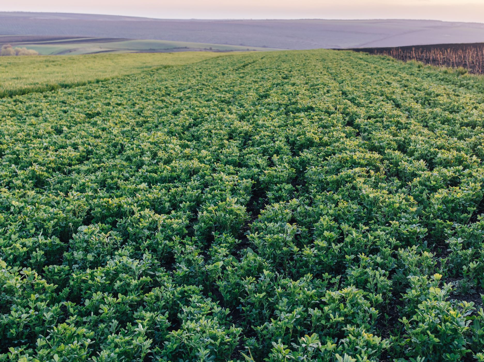 Alfalfa Insect Scouting and Management Decisions | EverGRO