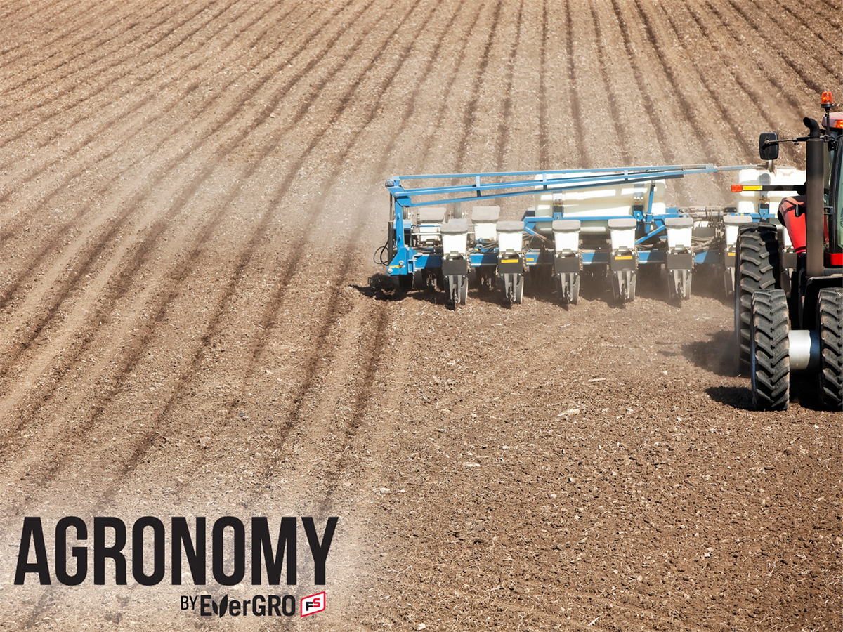 Early Planting Considerations for Corn | EverGRO