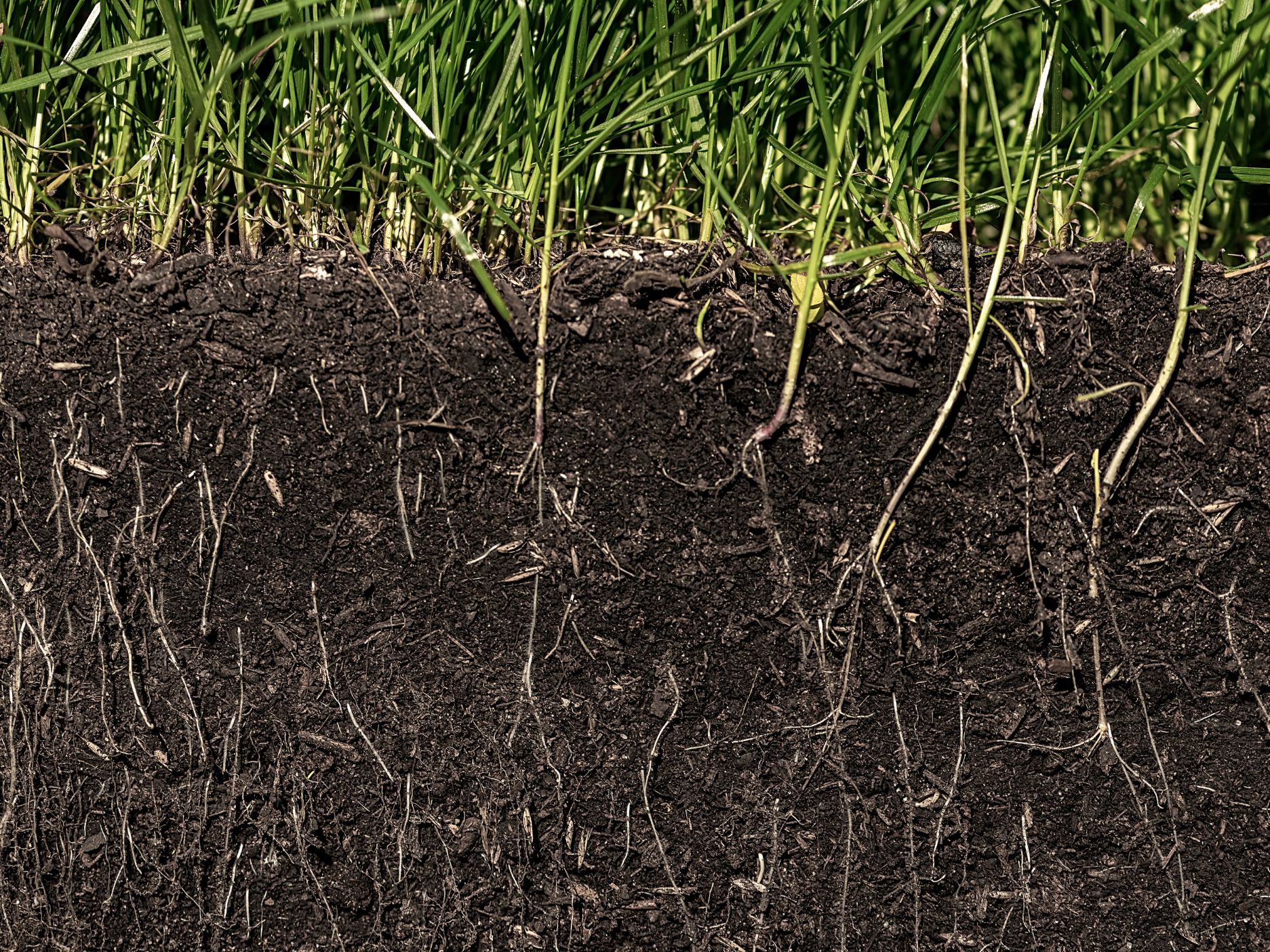 Soil Compaction is More Easily Avoided Than Corrected | EverGRO