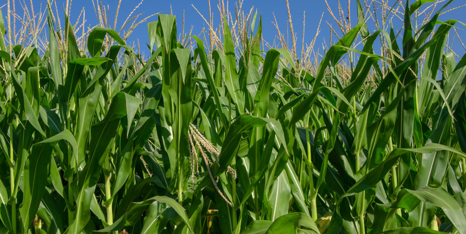 Corn Reproductive Development Facts | EverGRO