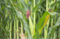 Corn Reproductive Development Facts | EverGRO