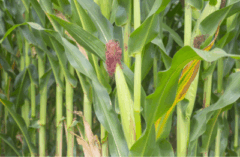 Corn Reproductive Development Facts | EverGRO