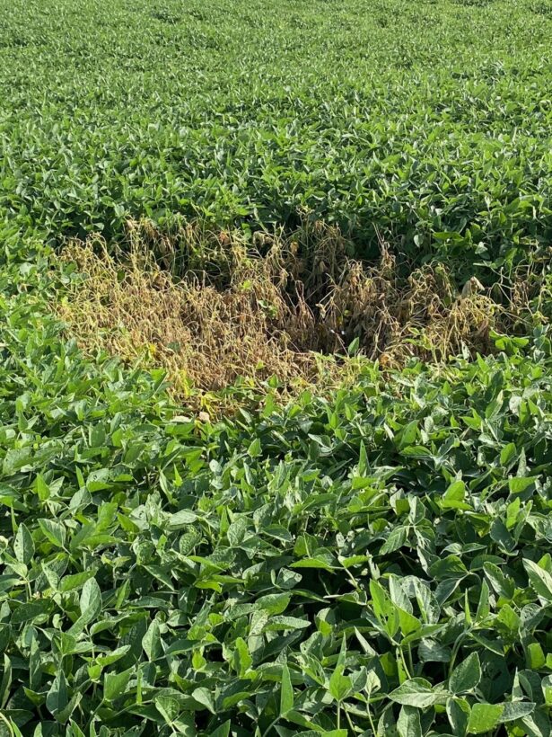 Fall Armyworms & Management Considerations | EverGRO