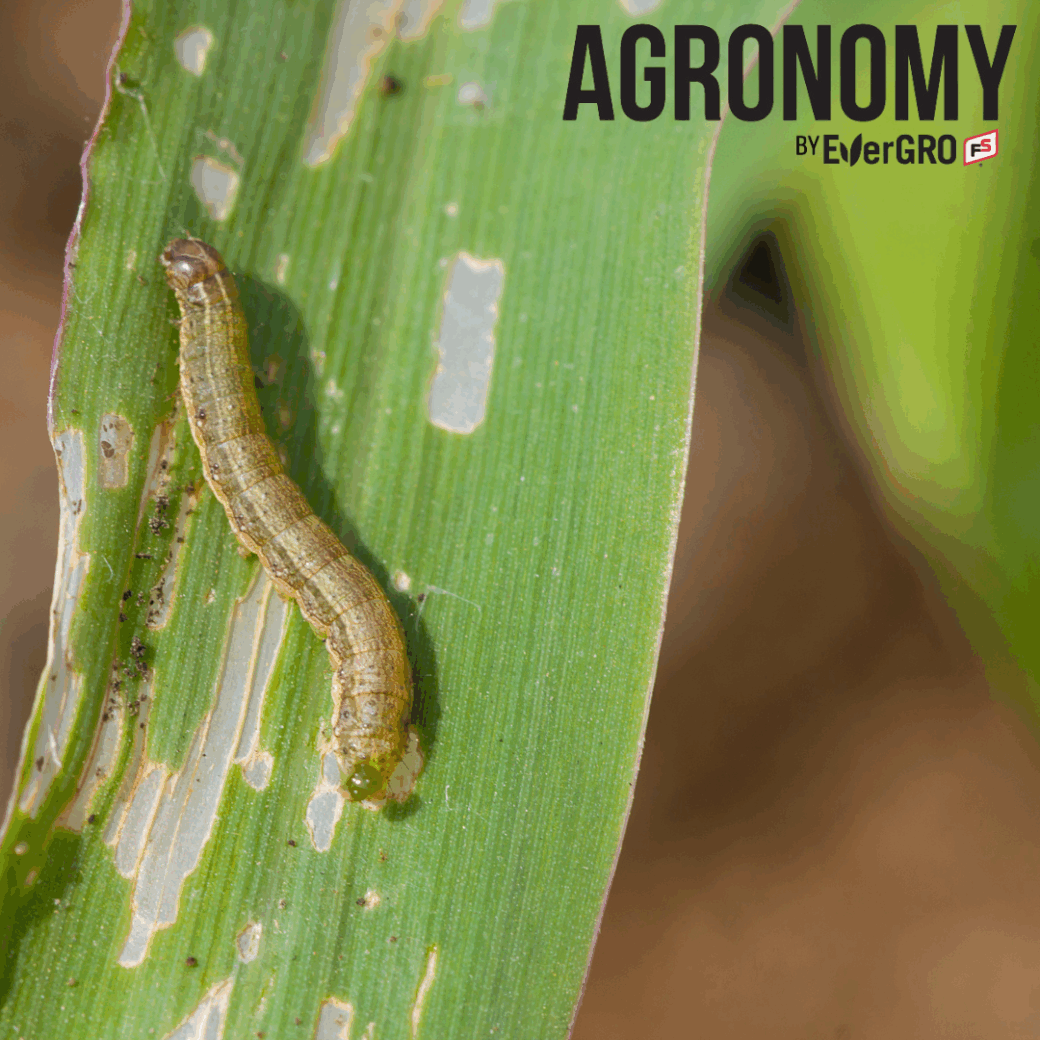 Fall Armyworms & Management Considerations | EverGRO