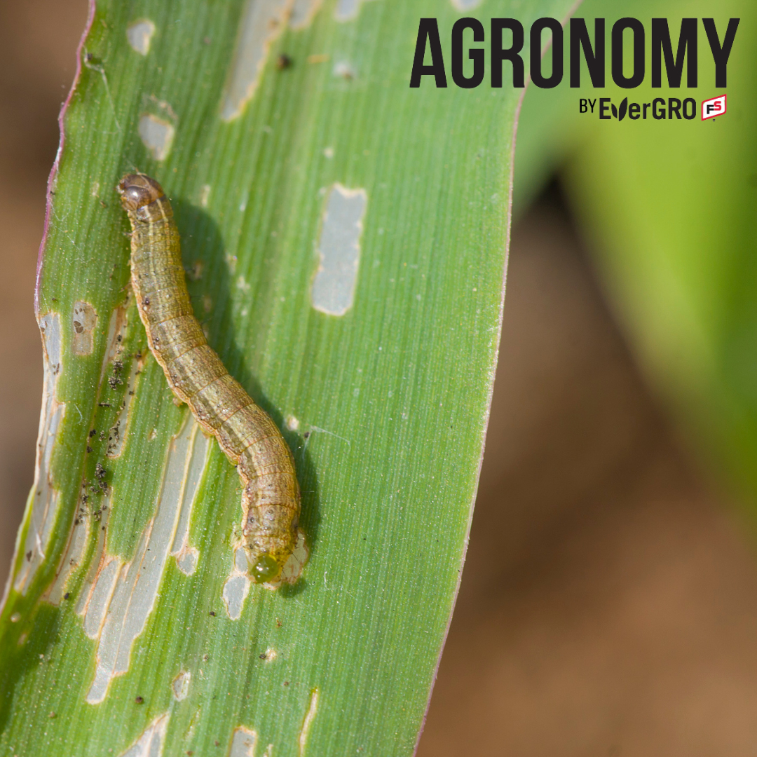 Fall Armyworms & Management Considerations | EverGRO
